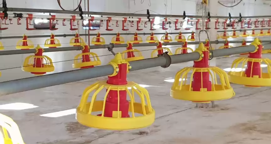 Afacere de vanzare - FERMA PUI | PiataAfacerilor.ro